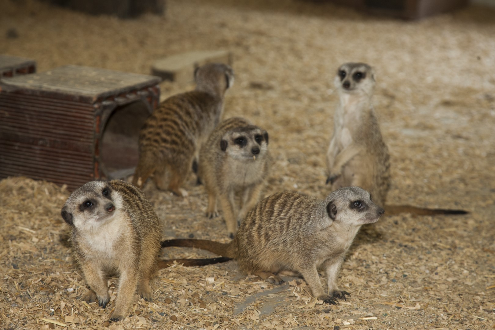 MİRKET (1) | BURSA ZOO | Bursa Hayvanat Bahçesi