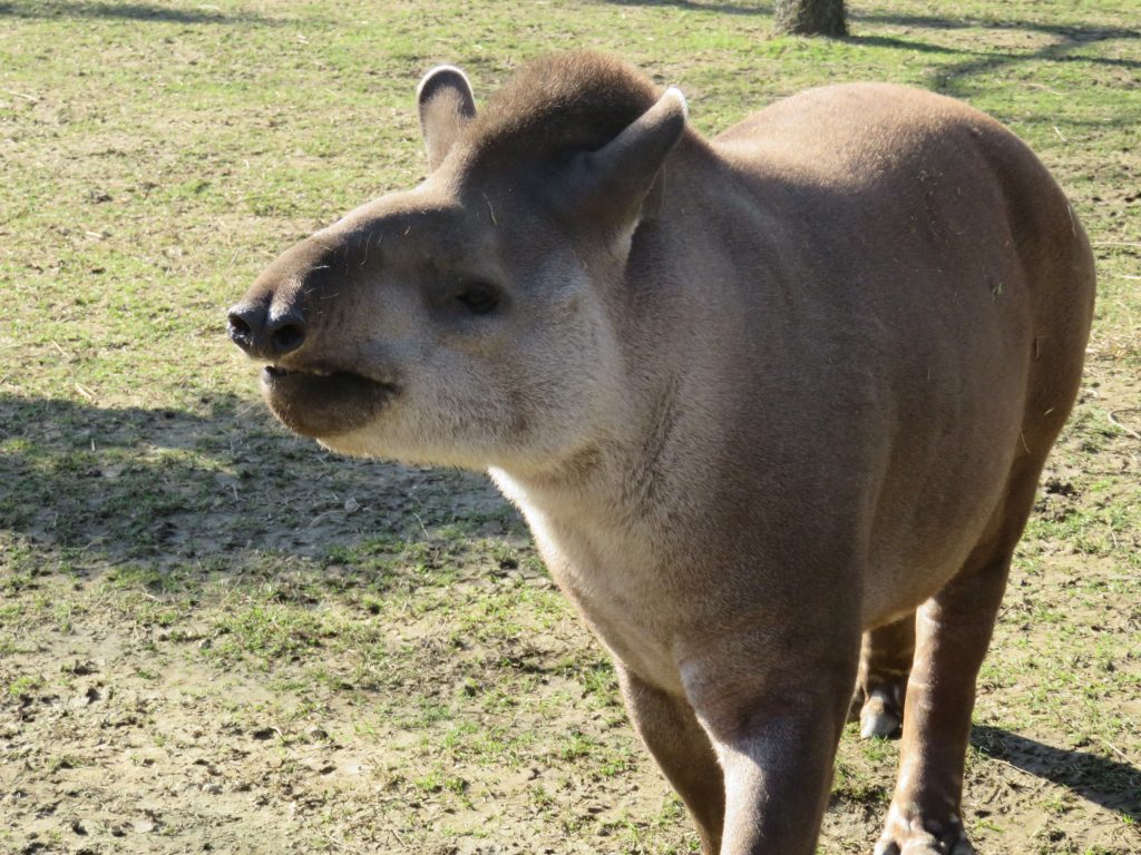 OVA TAPİRİ (Lowland tapir) | BURSA ZOO | Bursa Hayvanat Bahçesi