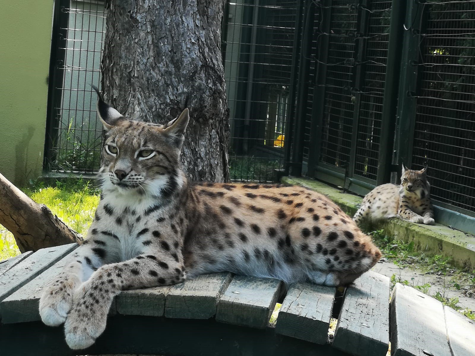 AVRASYA VAŞAĞI (Eurasian Lynx) | BURSA ZOO | Bursa Hayvanat Bahçesi