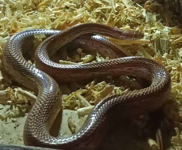 MISIR YILANI/ CORN SNAKE | BURSA ZOO | Bursa Hayvanat Bahçesi